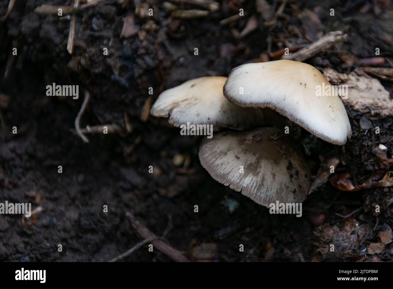 Mushrooms toadstools fungus in hi-res stock photography and images - Alamy