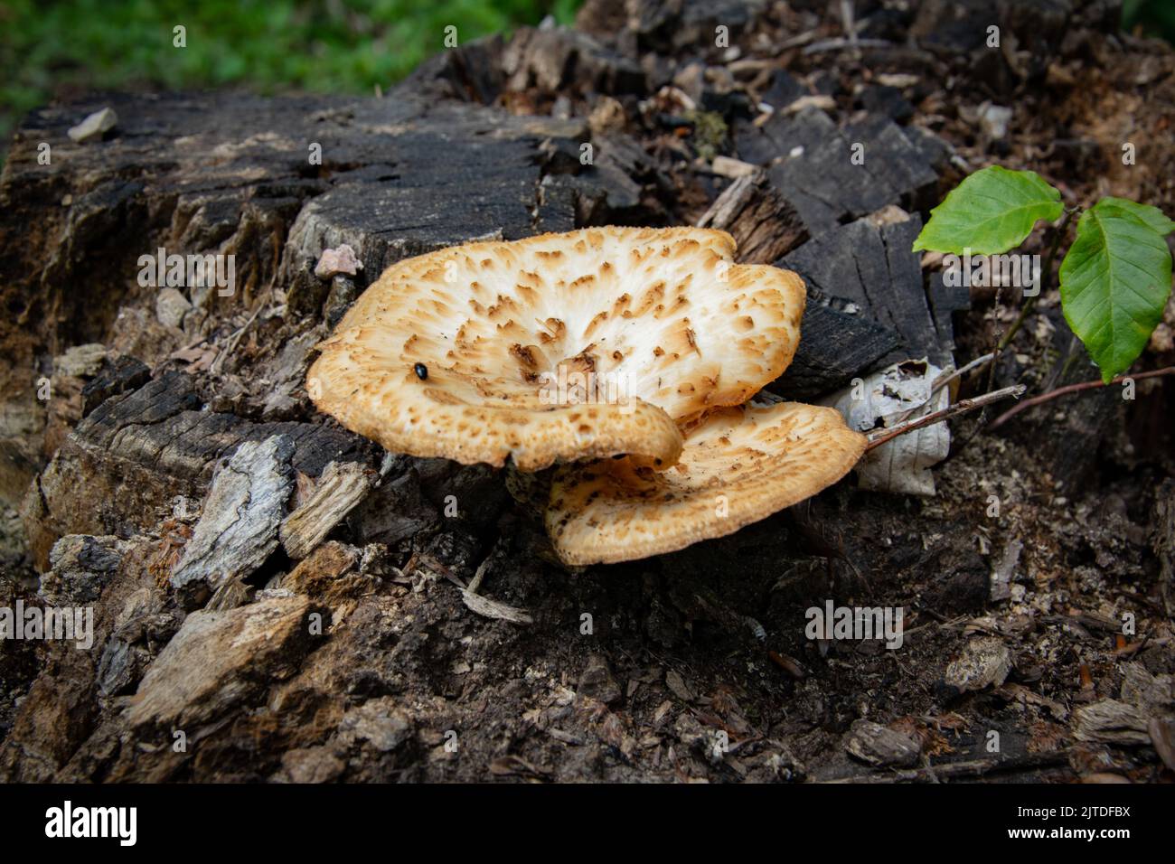 Mushrooms toadstools in forest hi-res stock photography and images - Alamy