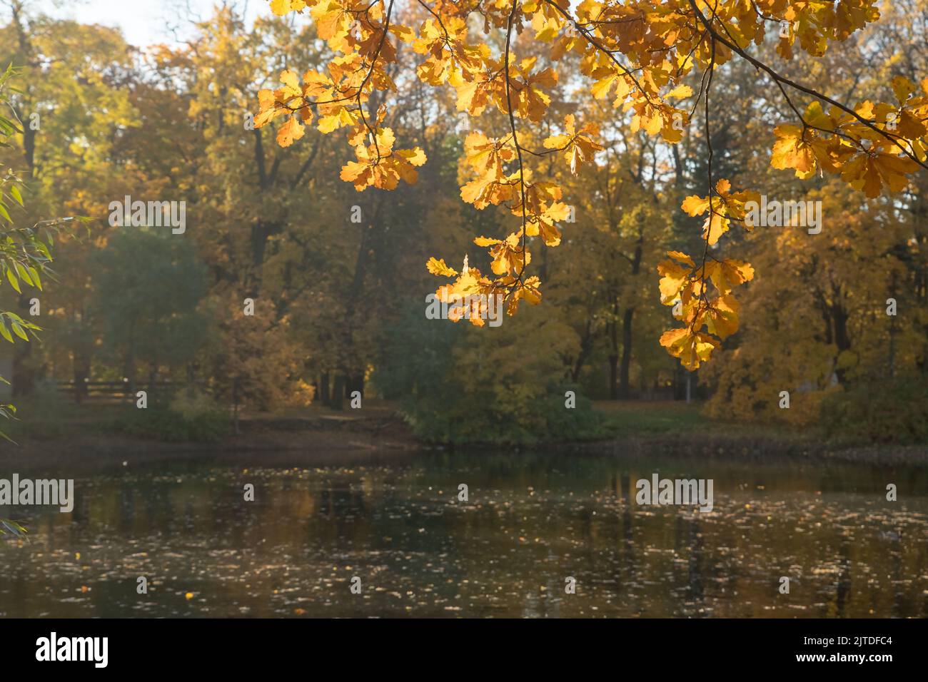 oak tree branch bow down to a water in an autumn forest. fall colors ...