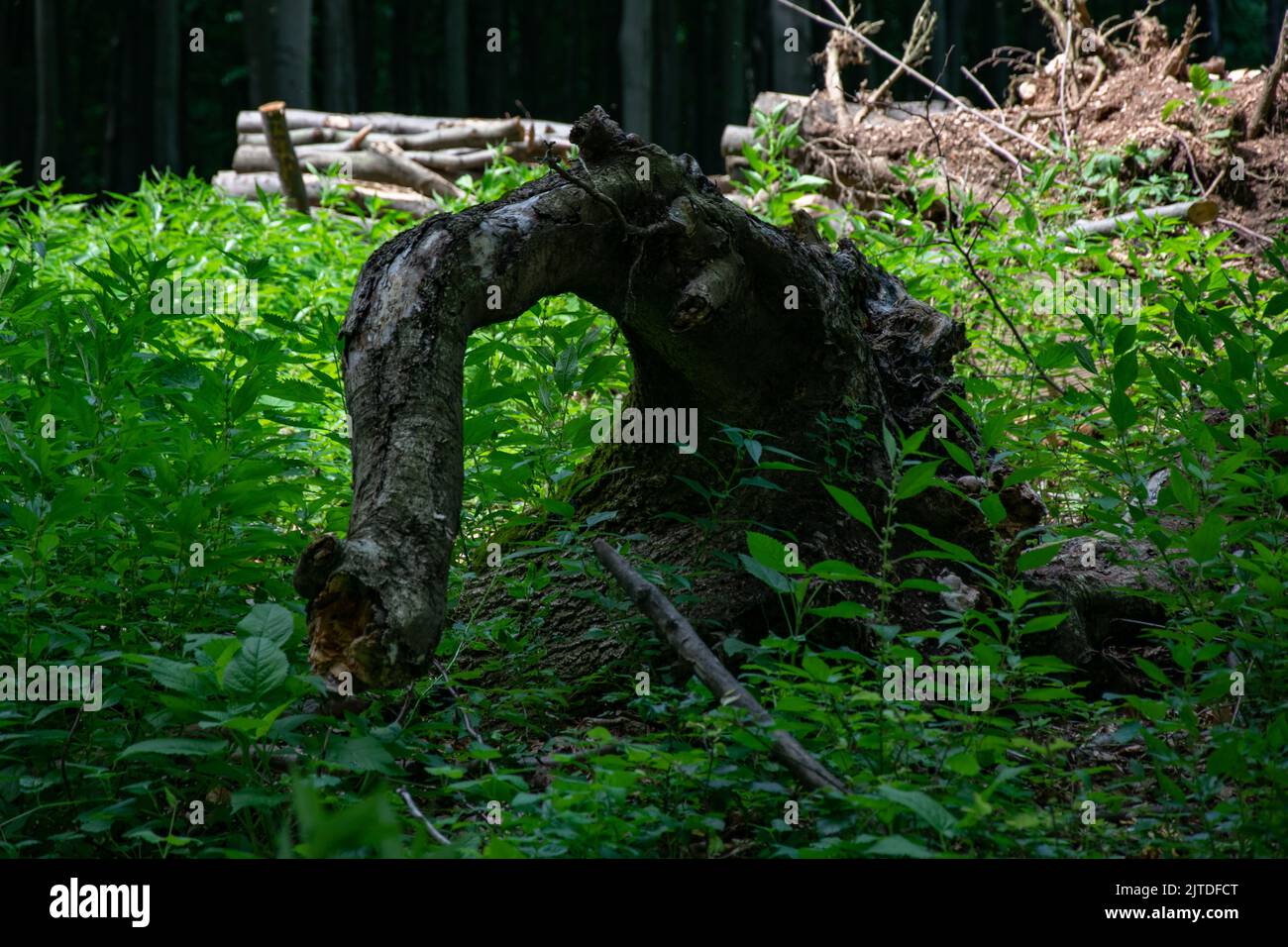 Twisted old log in green undergrowth Stock Photo - Alamy