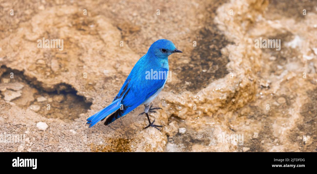 Small Colorful Bird at Hot Spring Landscape with unique ground ...