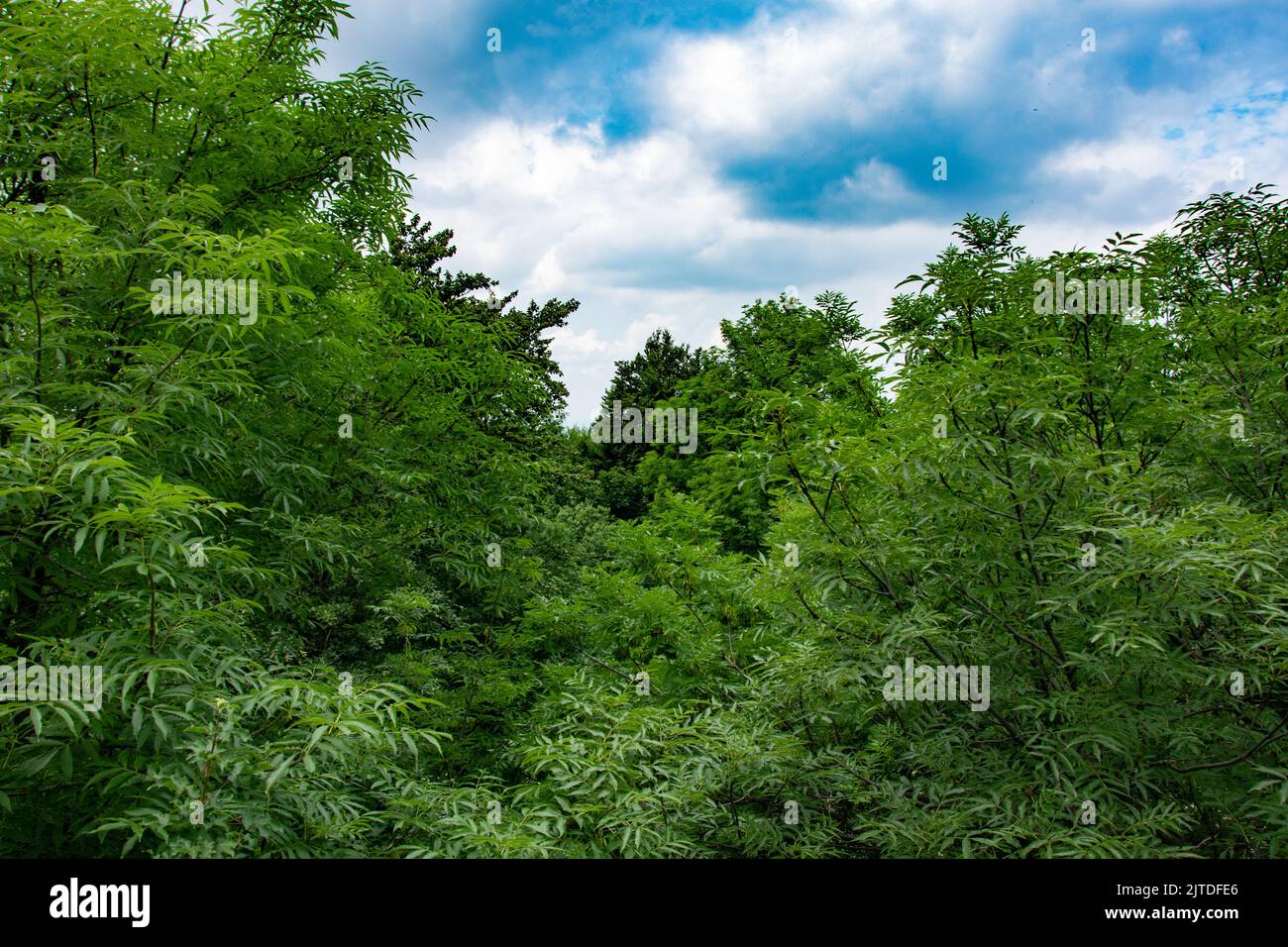 Woodland treetops and forest canopy Stock Photo - Alamy