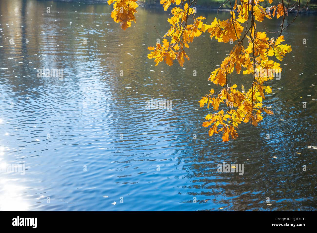oak tree branch bow down to a water in an autumn forest. fall colors ...