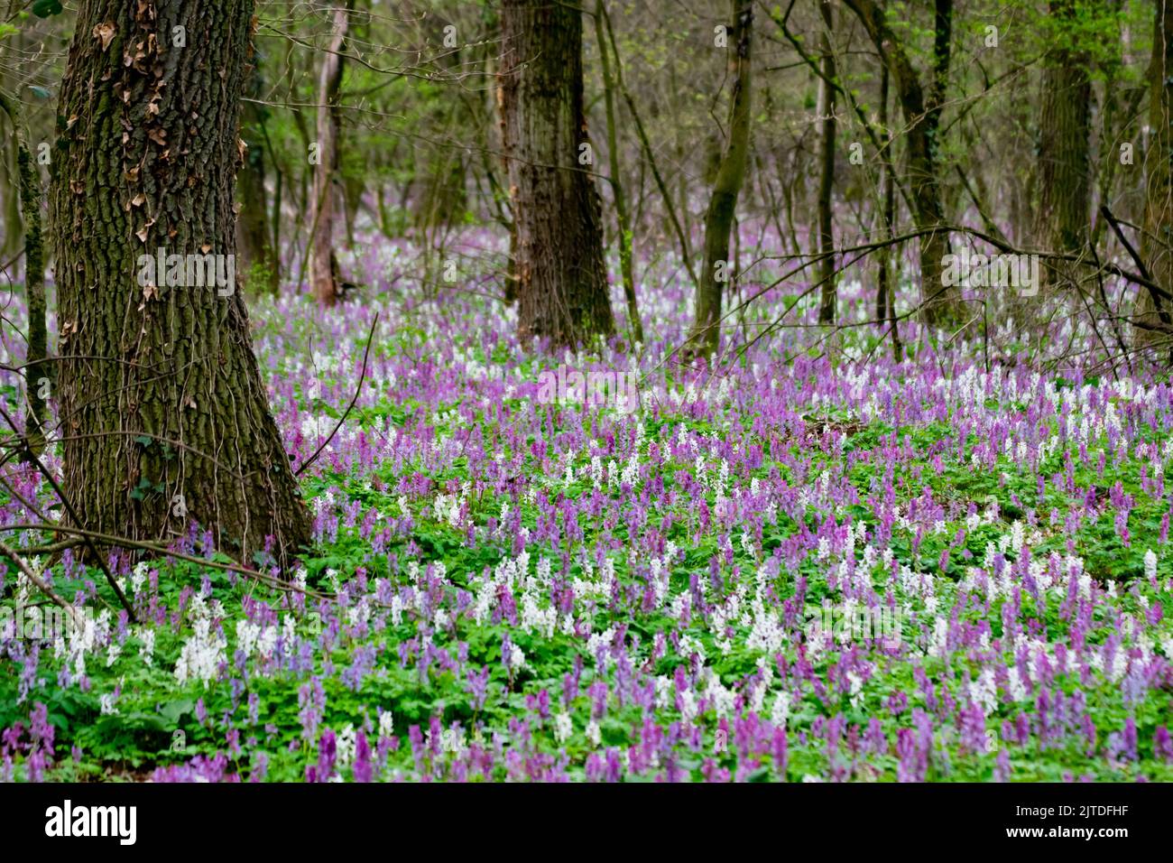 Forest floor covered in wildflowers Stock Photo - Alamy