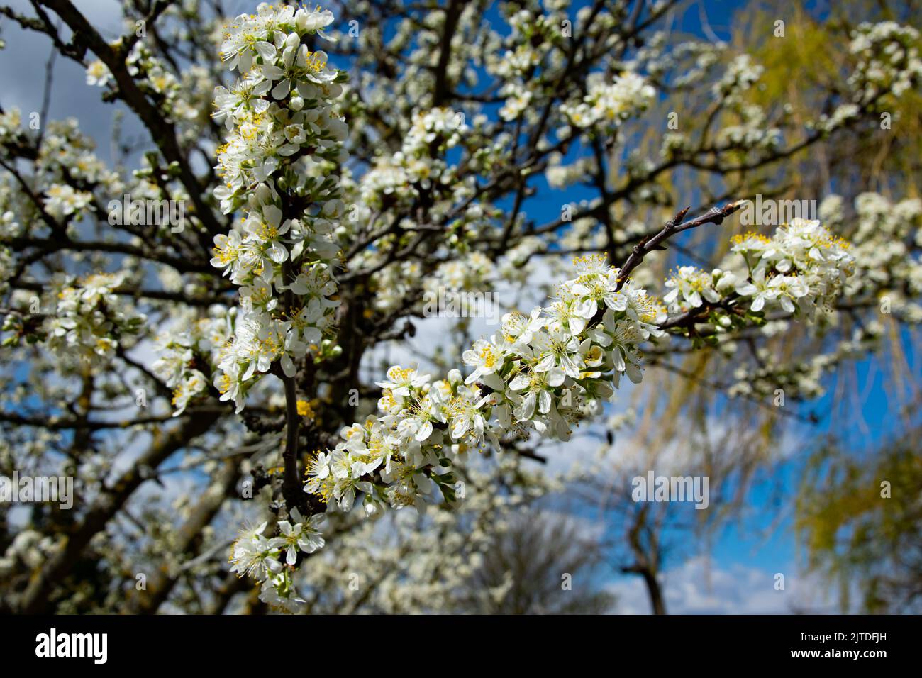 Tree limbs with white blossom hi-res stock photography and images - Alamy