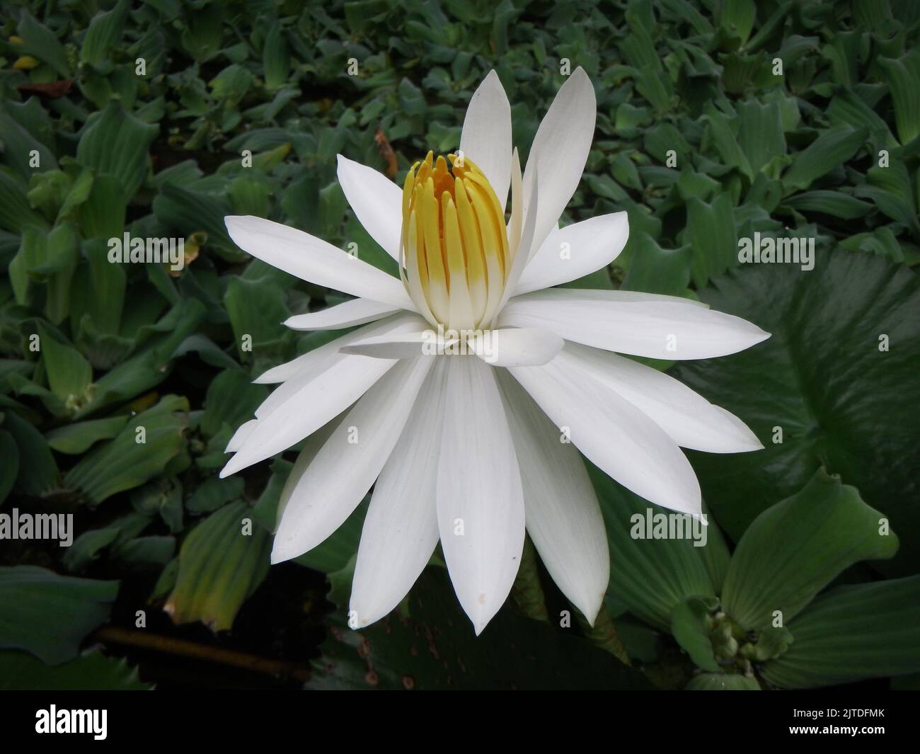 White water lily growing in pool Stock Photo - Alamy
