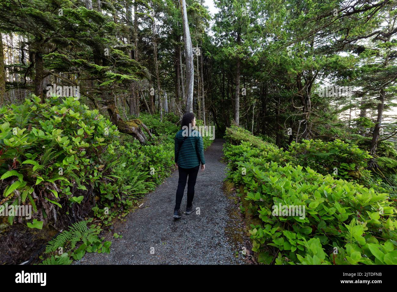 Adventurous Women Walking on Hiking Trail at Sunrise. Ancient Cedars ...