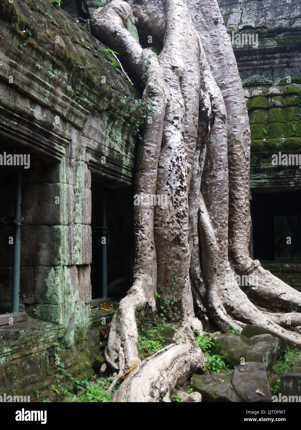 Nature returning in overgrown jungle temple Stock Photo - Alamy