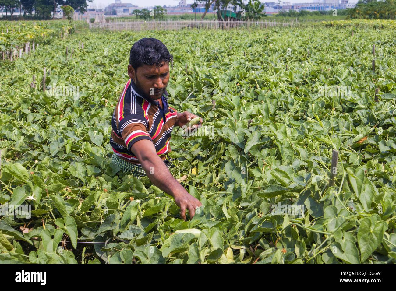 Vegetables become the main cash crop for rural farmers of Bangladesh ...