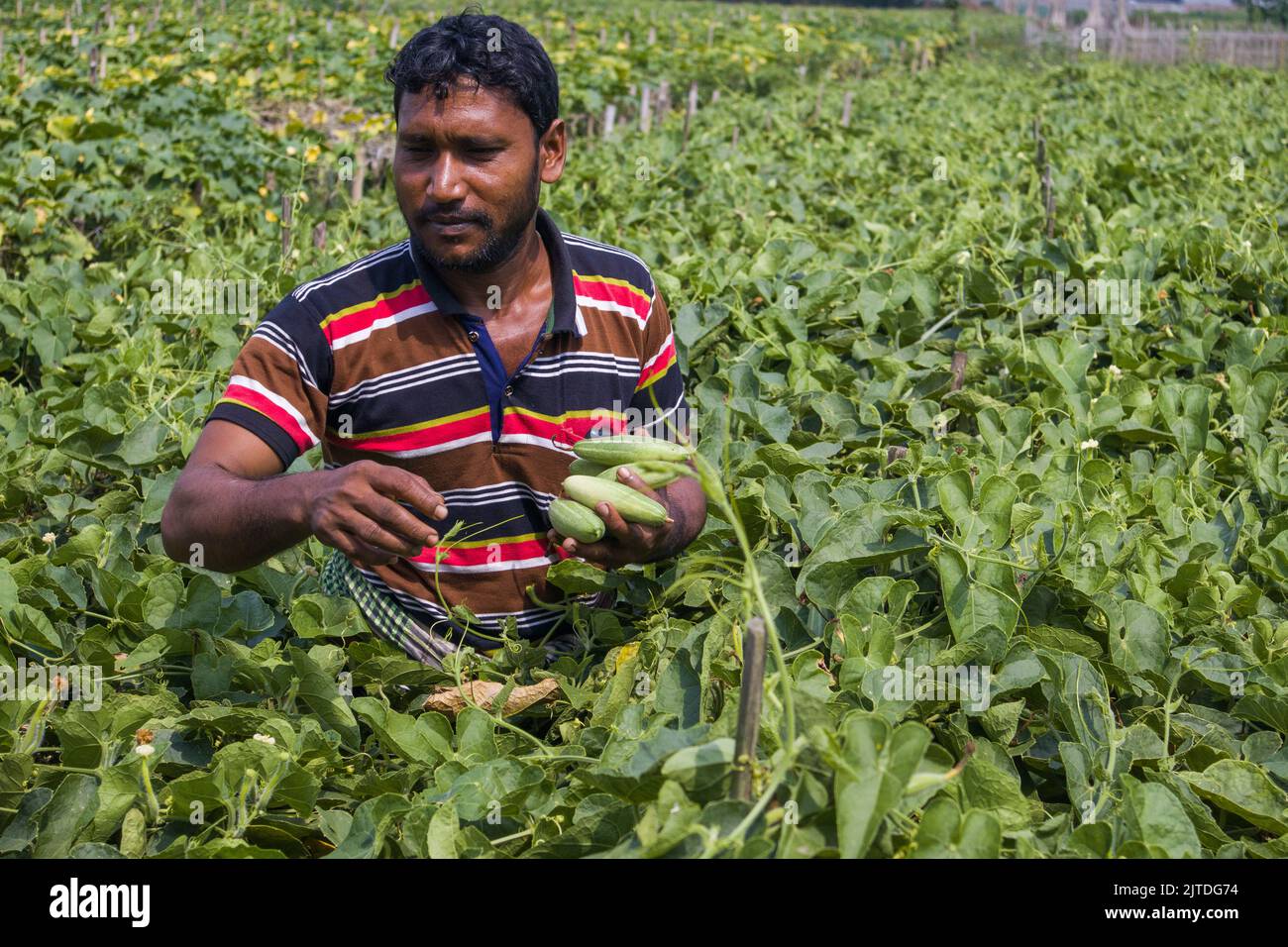 Vegetables become the main cash crop for rural farmers of Bangladesh ...