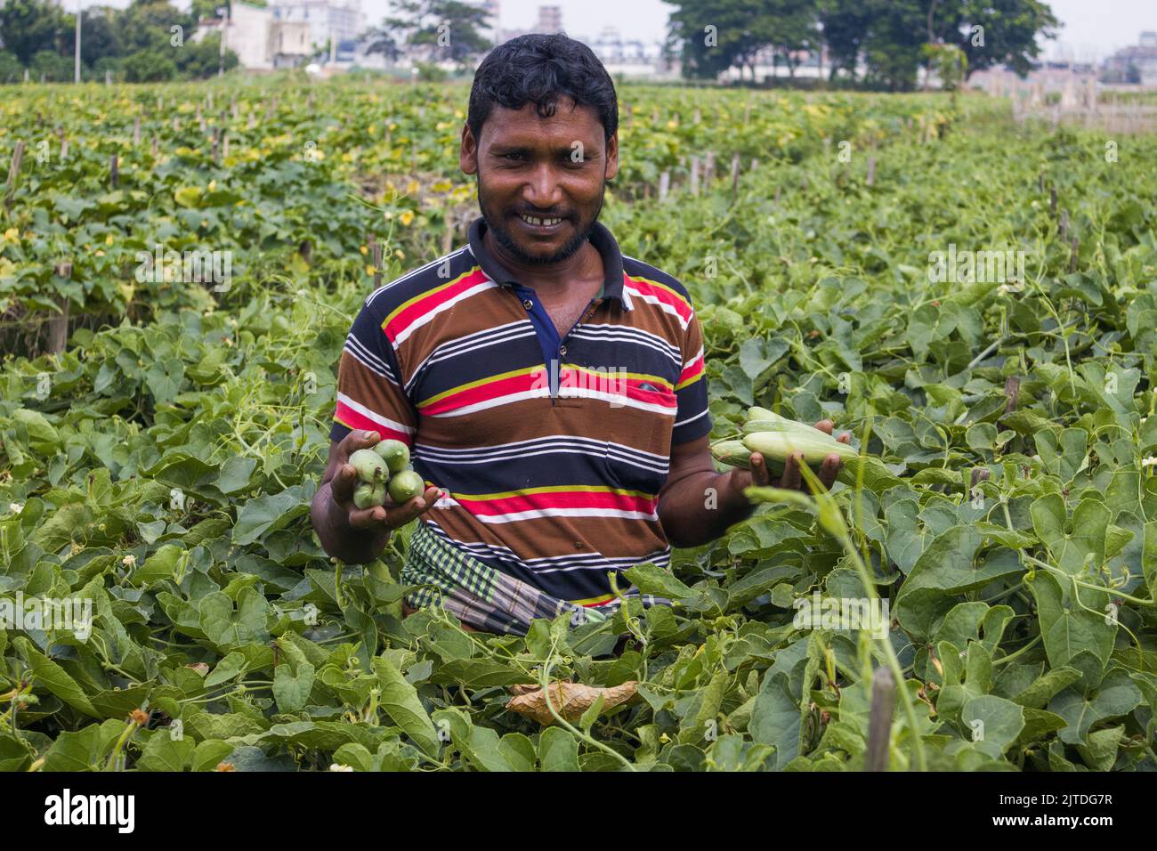 Vegetables become the main cash crop for rural farmers of Bangladesh ...
