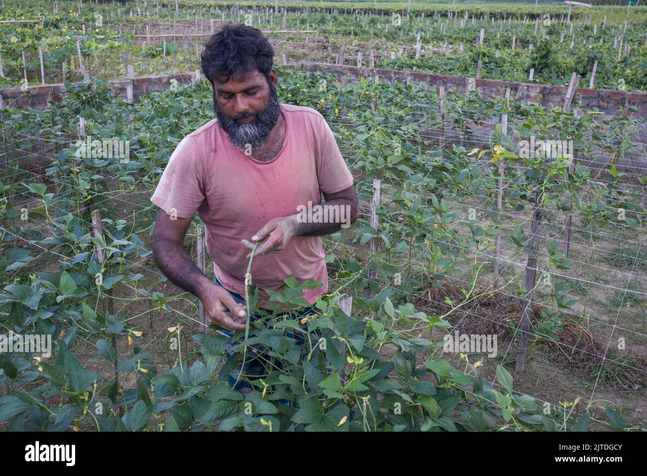 Vegetables become the main cash crop for rural farmers of Bangladesh ...
