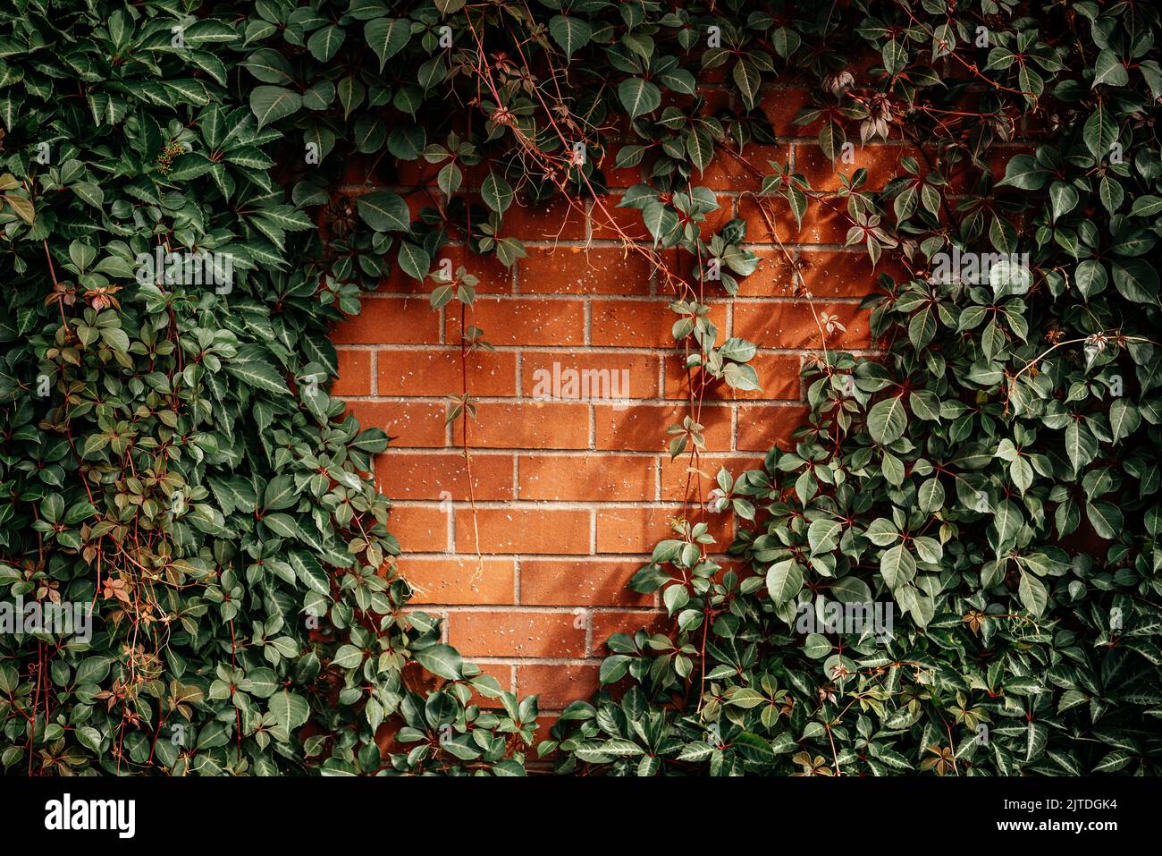 Brick wall vine green hi-res stock photography and images - Alamy