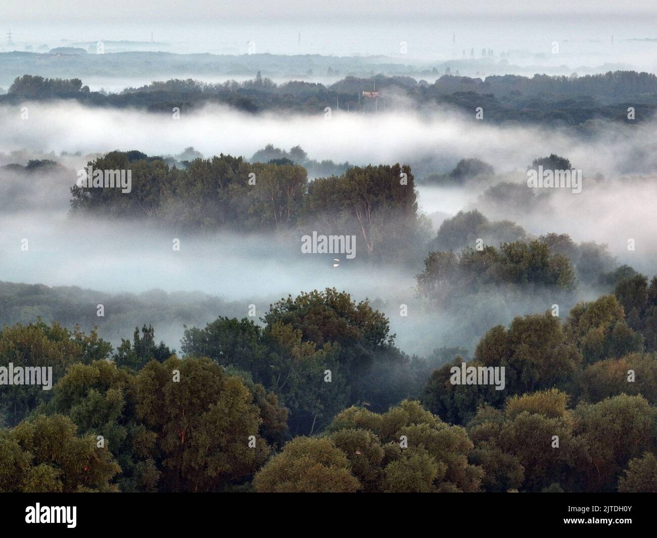 Low mist between trees before sunrise in Peterborough, Cambridgeshire ...