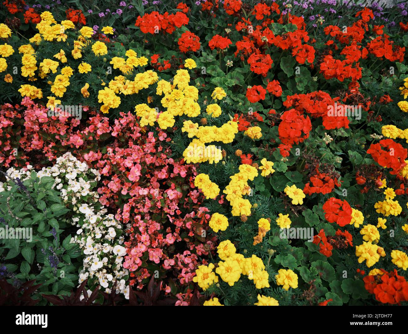 Flower carpet in a health resort, Ciechocinek, Poland Stock Photo - Alamy