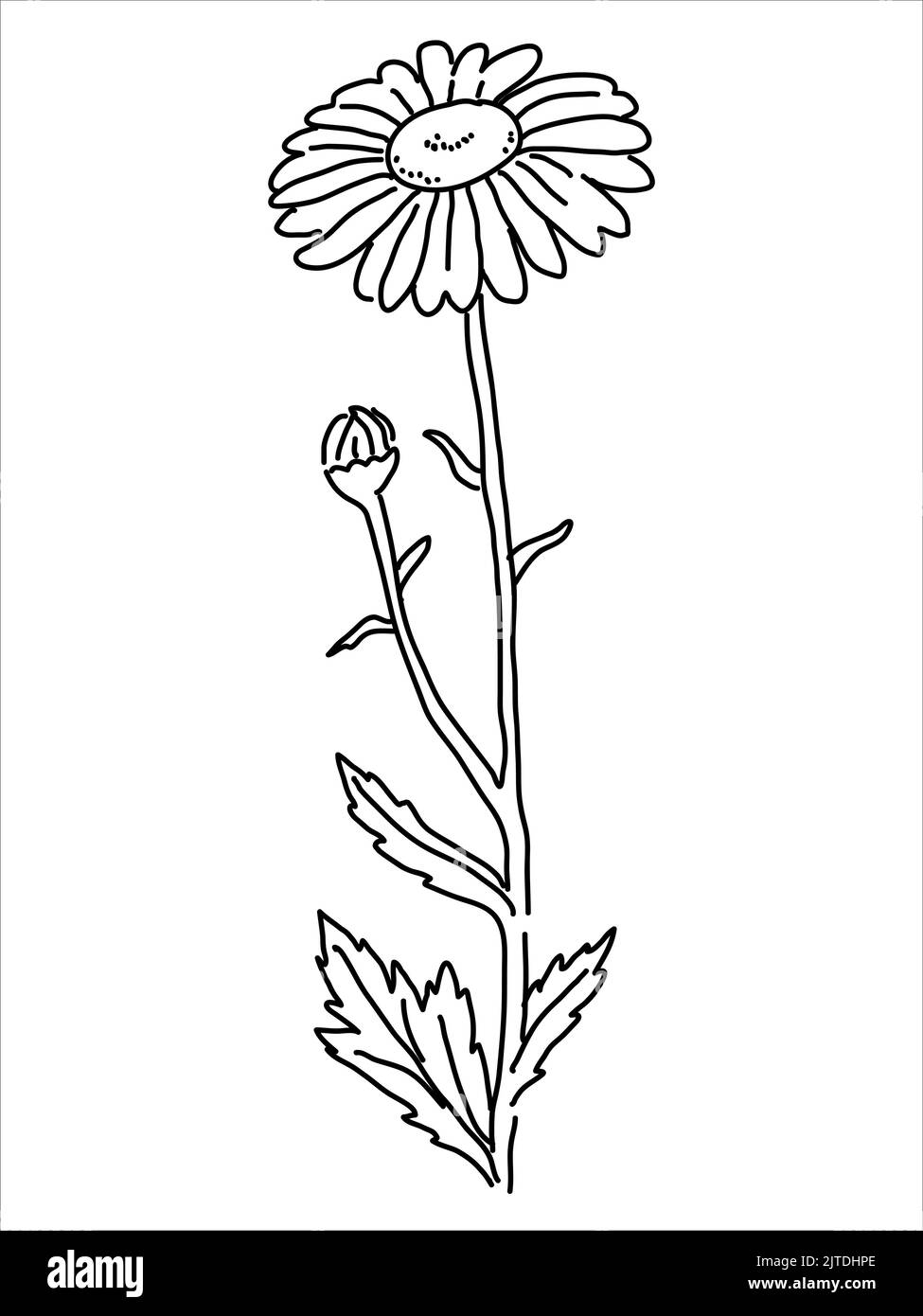 Chamomile in the doodle style. Hand-drawn silhouette of pharmacy flower ...