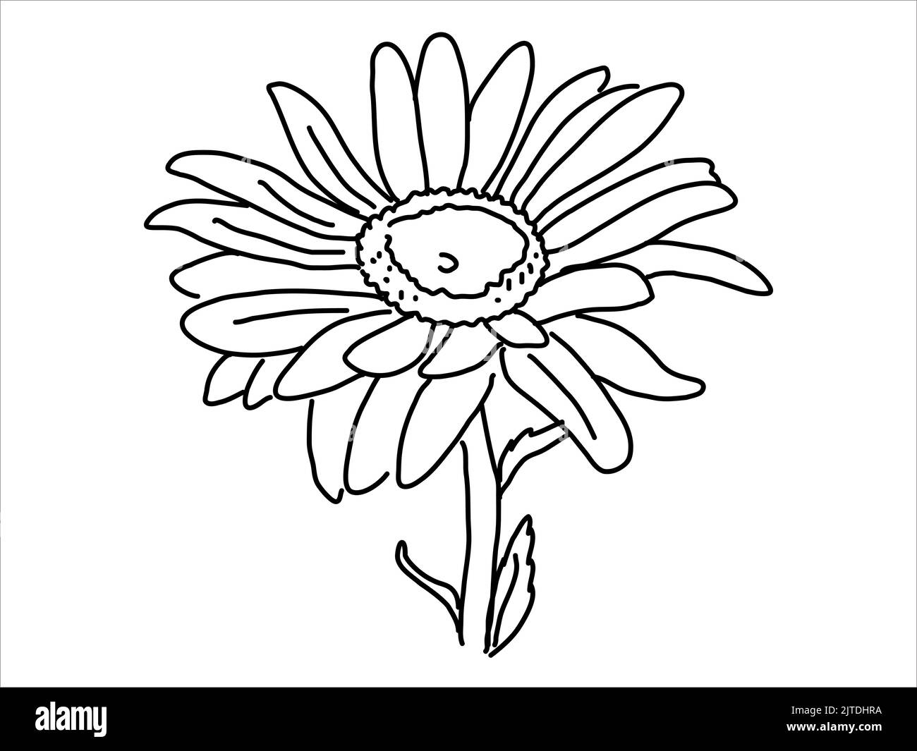Chamomile in the doodle style. Hand-drawn silhouette of pharmacy flower ...