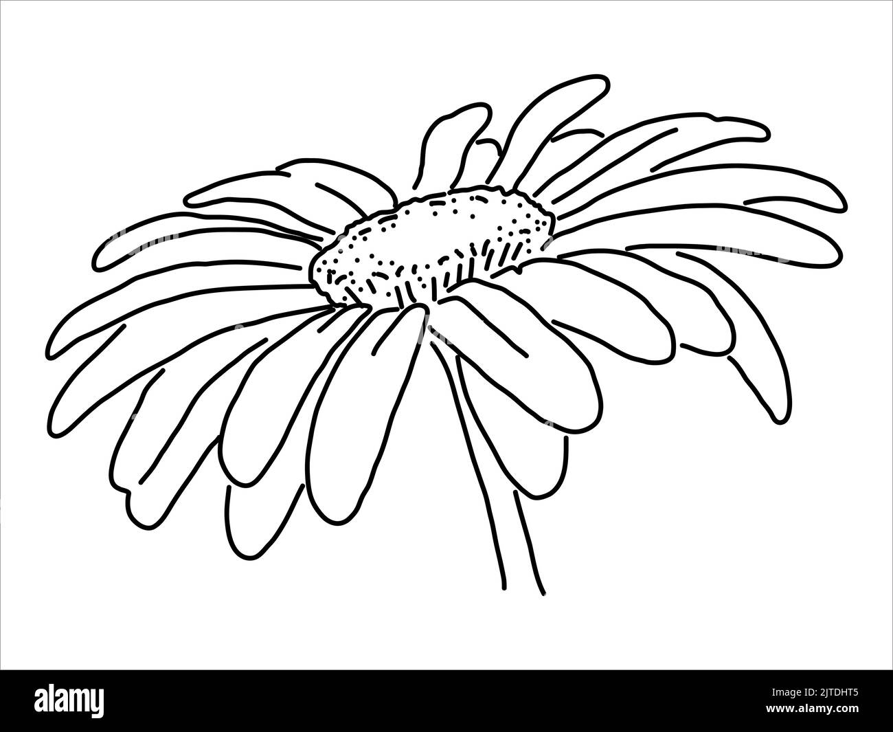 Chamomile in the doodle style. Hand-drawn silhouette of pharmacy flower ...