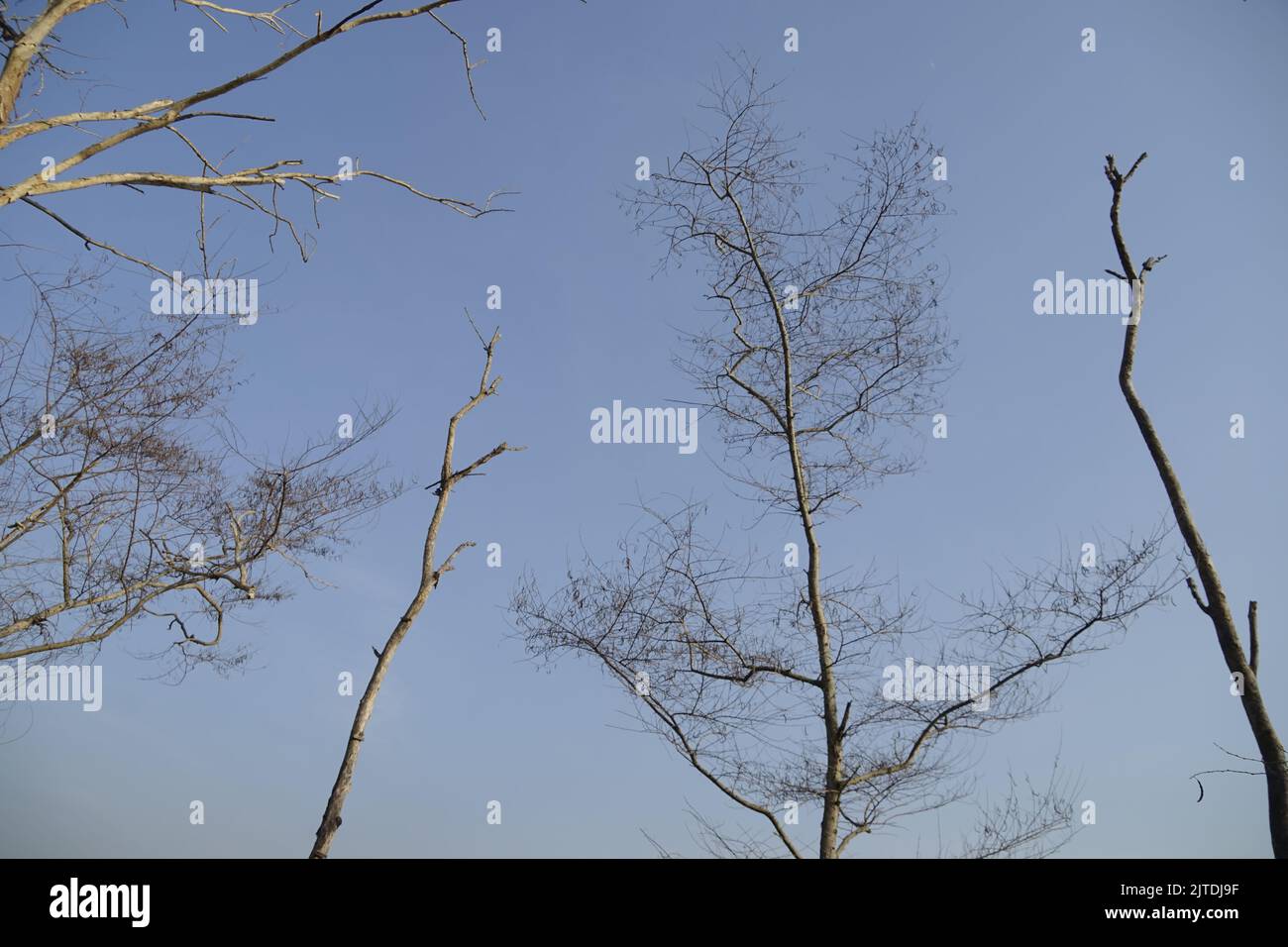 Dry trees without Leaves with blue sky background Stock Photo - Alamy