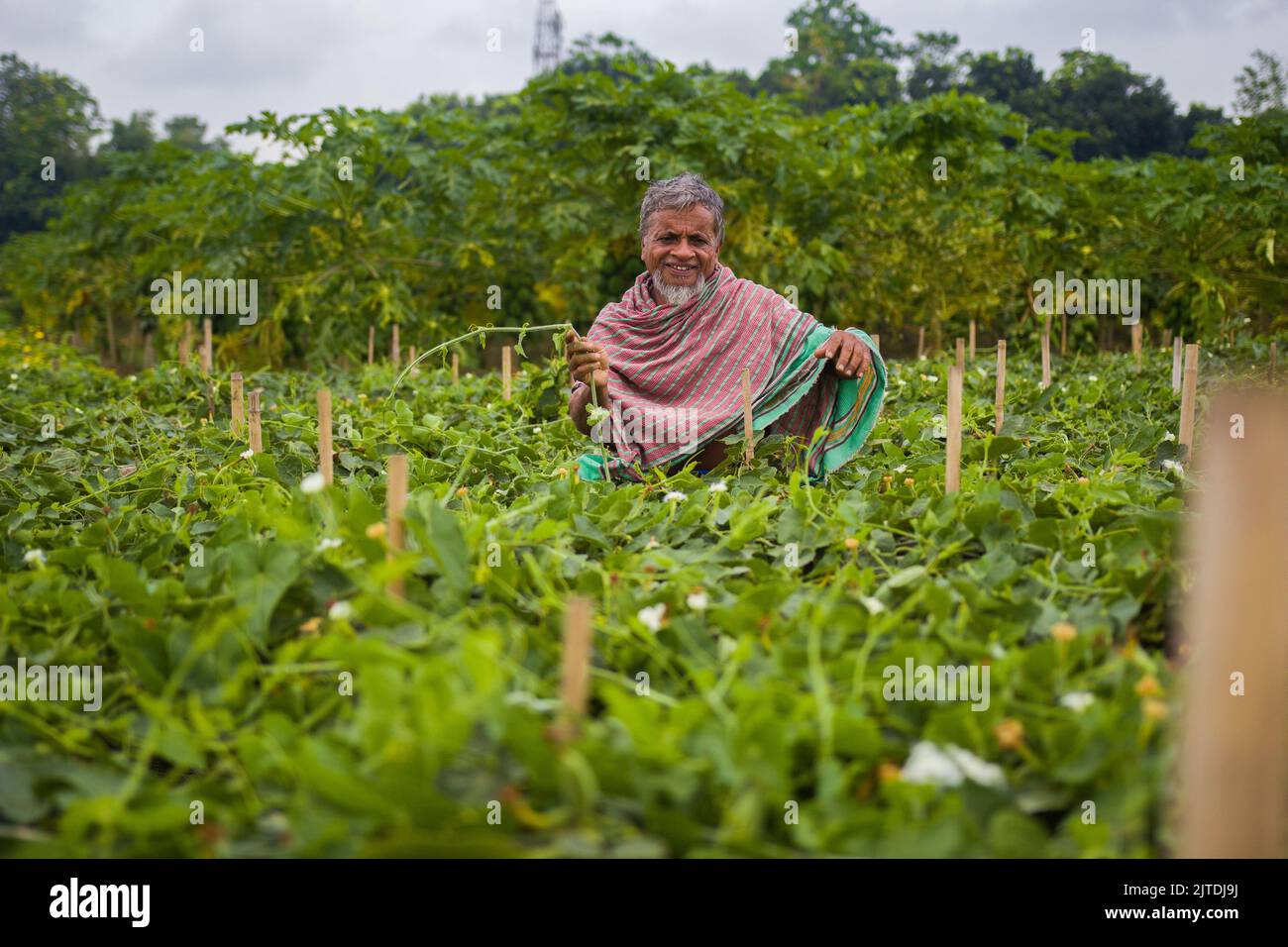 Vegetables become the main cash crop for rural farmers of Bangladesh ...