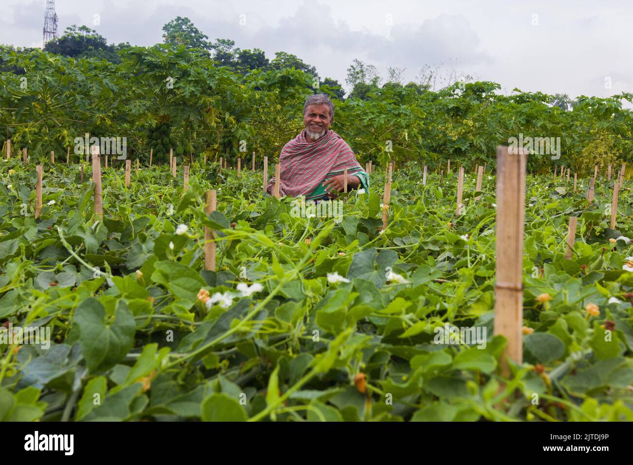 Vegetables become the main cash crop for rural farmers of Bangladesh ...
