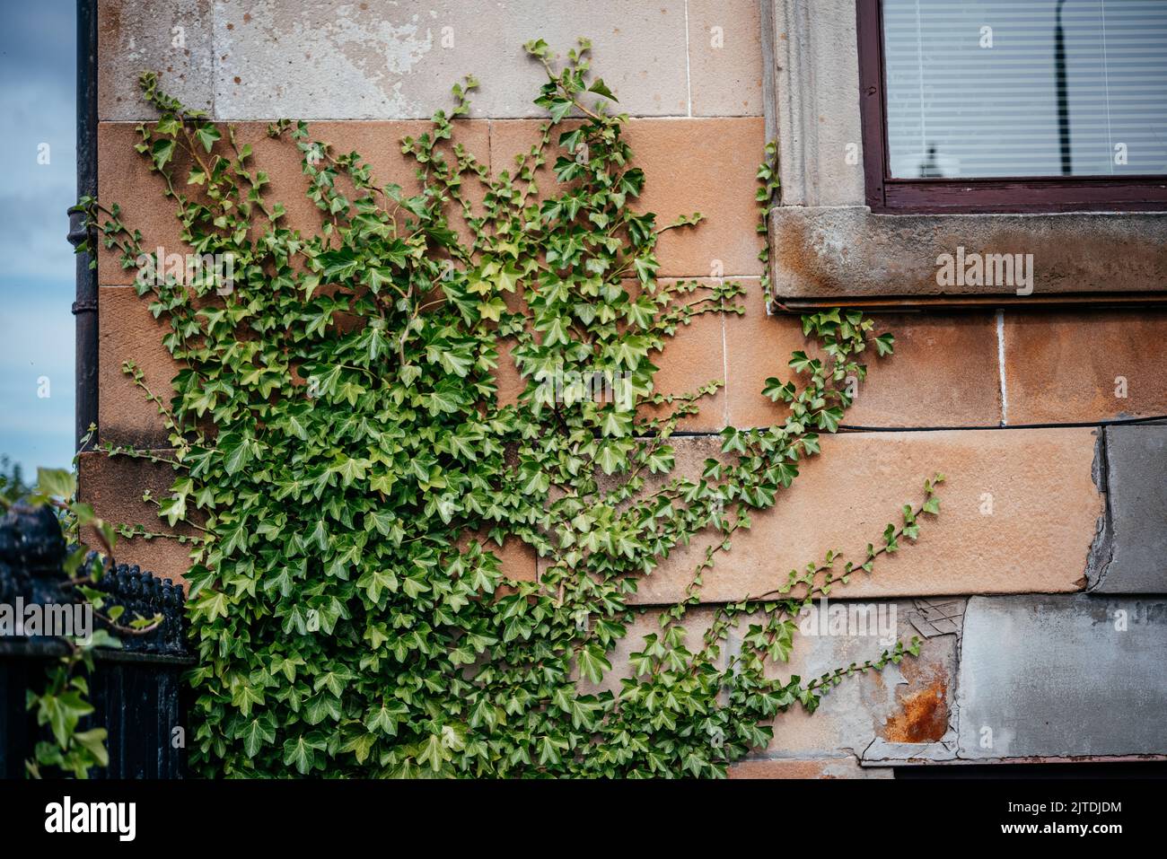 Green ivy leaves climbing brick house wall in Scotland Stock Photo - Alamy