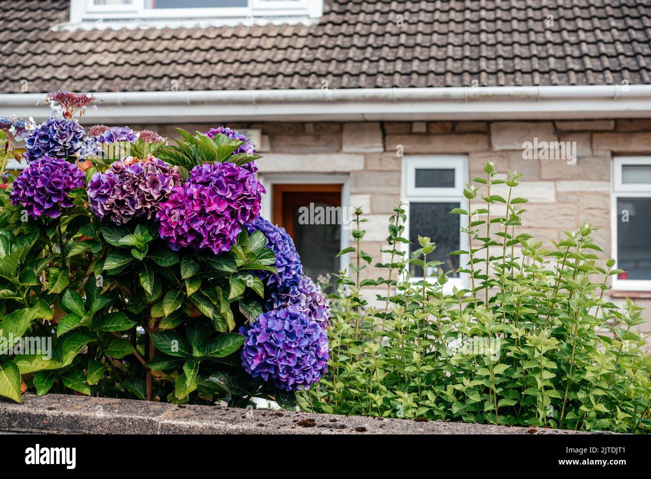 Purple and violet hydrangea flowers in a front yard in Scotland, the UK ...
