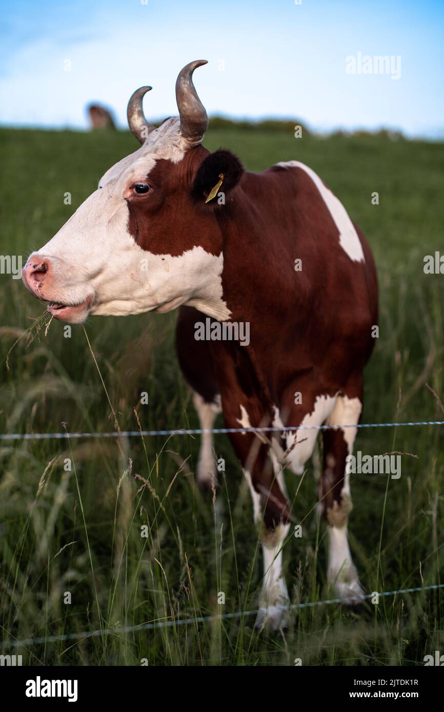 Montbeliarde domestic cattle hi-res stock photography and images - Alamy