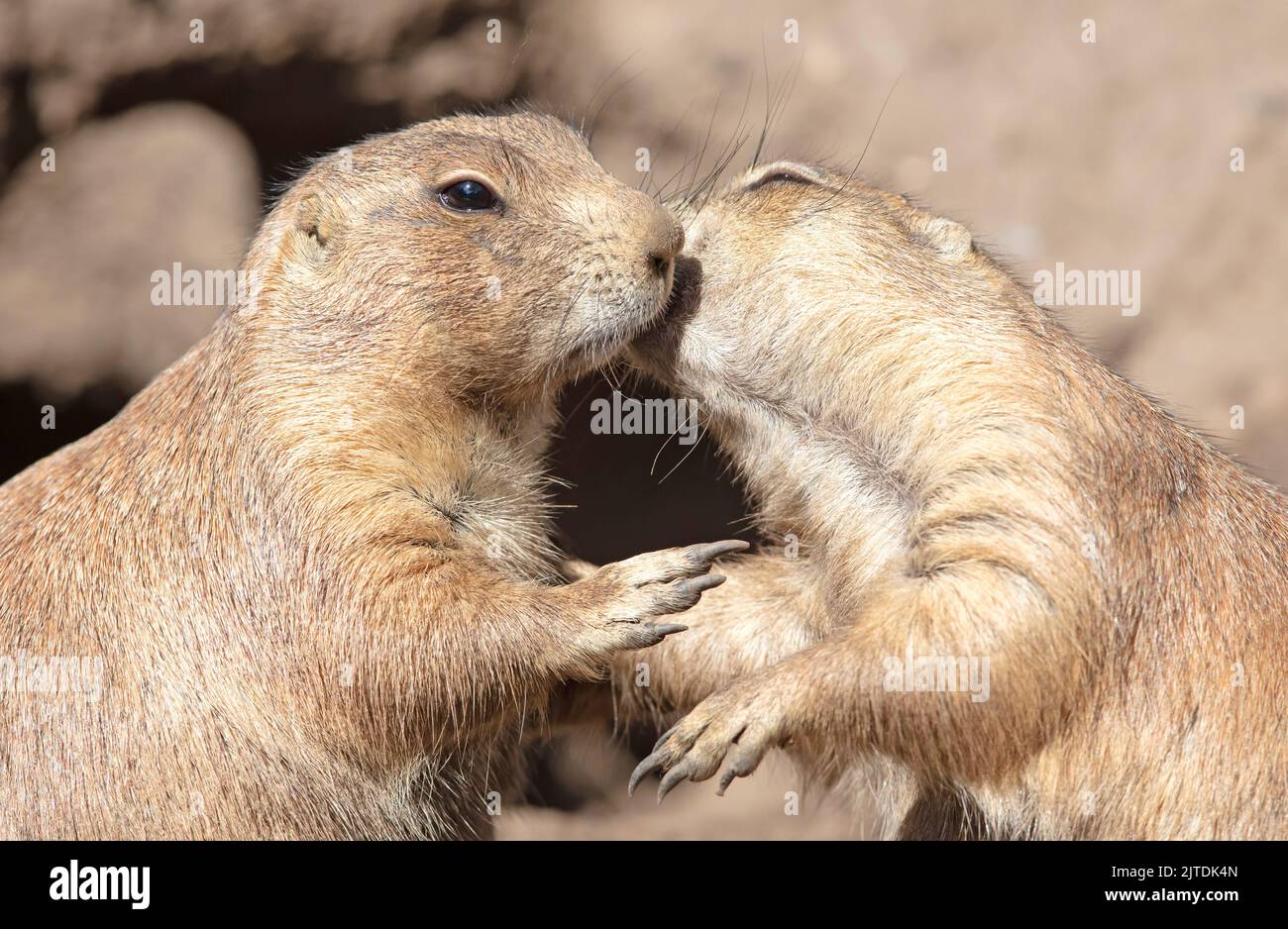 Why Do Prairie Dogs Kiss