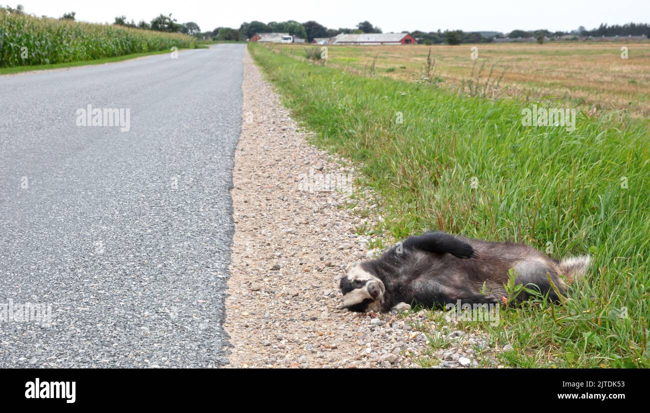 Adult European Badger (Meles meles), roadkill, hit by traffic Stock ...