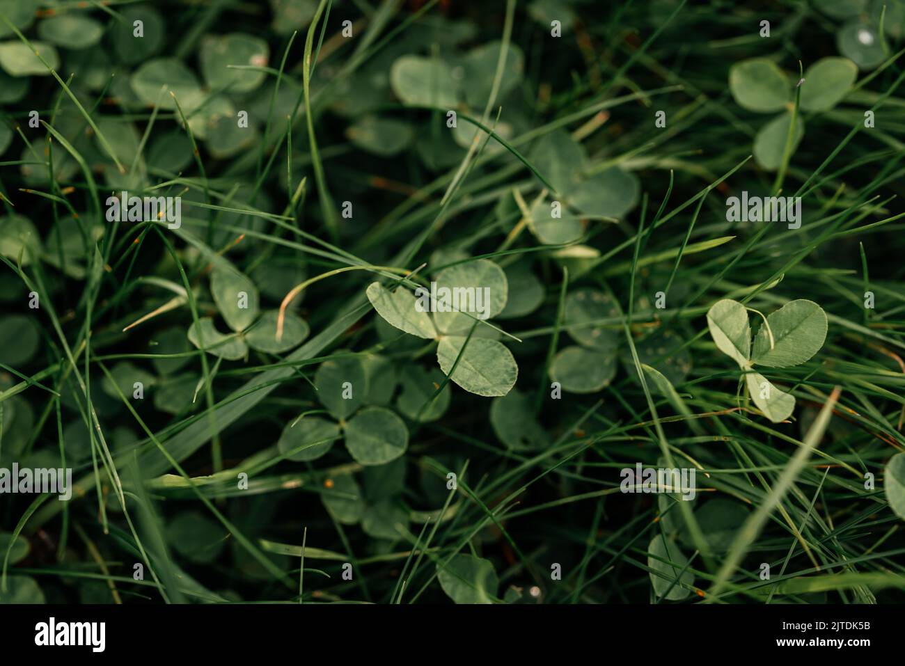 Green shamrock natural background, green clover leaves in the grass ...