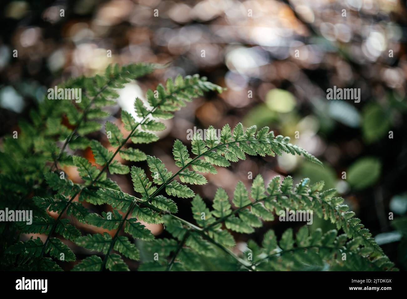 Green fern leaves in the forest natural background Stock Photo - Alamy