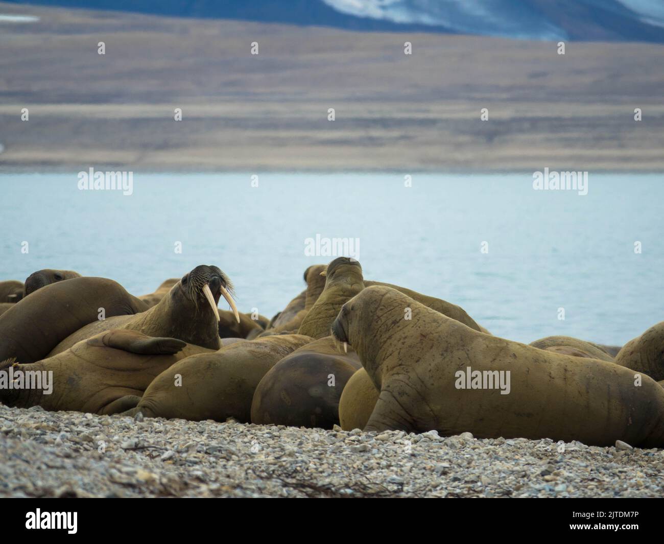 Walrus colony lying on the shore. Arctic landscape against blurred ...