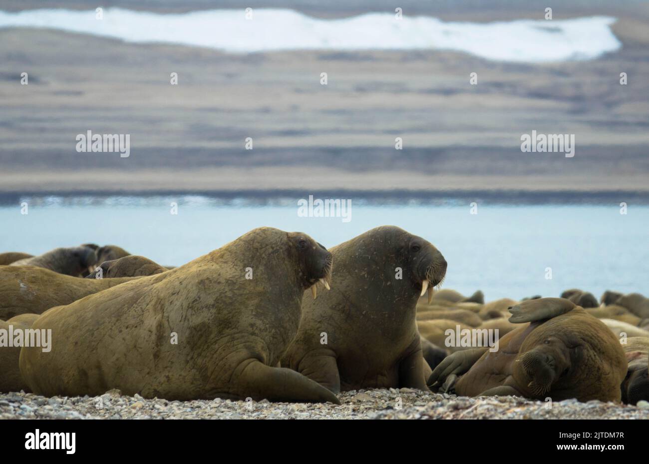 Walrus colony lying on the shore. Arctic landscape against blurred ...