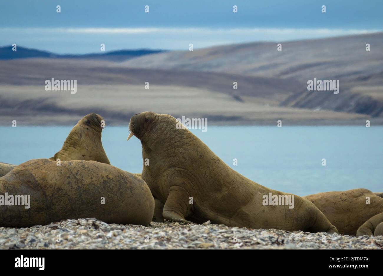 Walrus colony lying on the shore. Arctic landscape against blurred ...