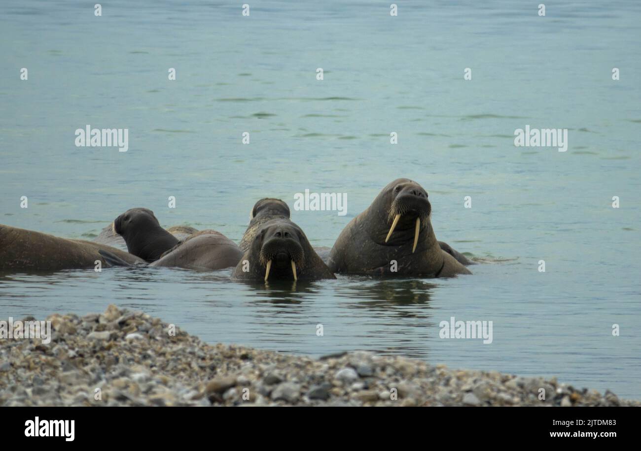 Walrus colony lying on the shore. Arctic landscape against blurred ...