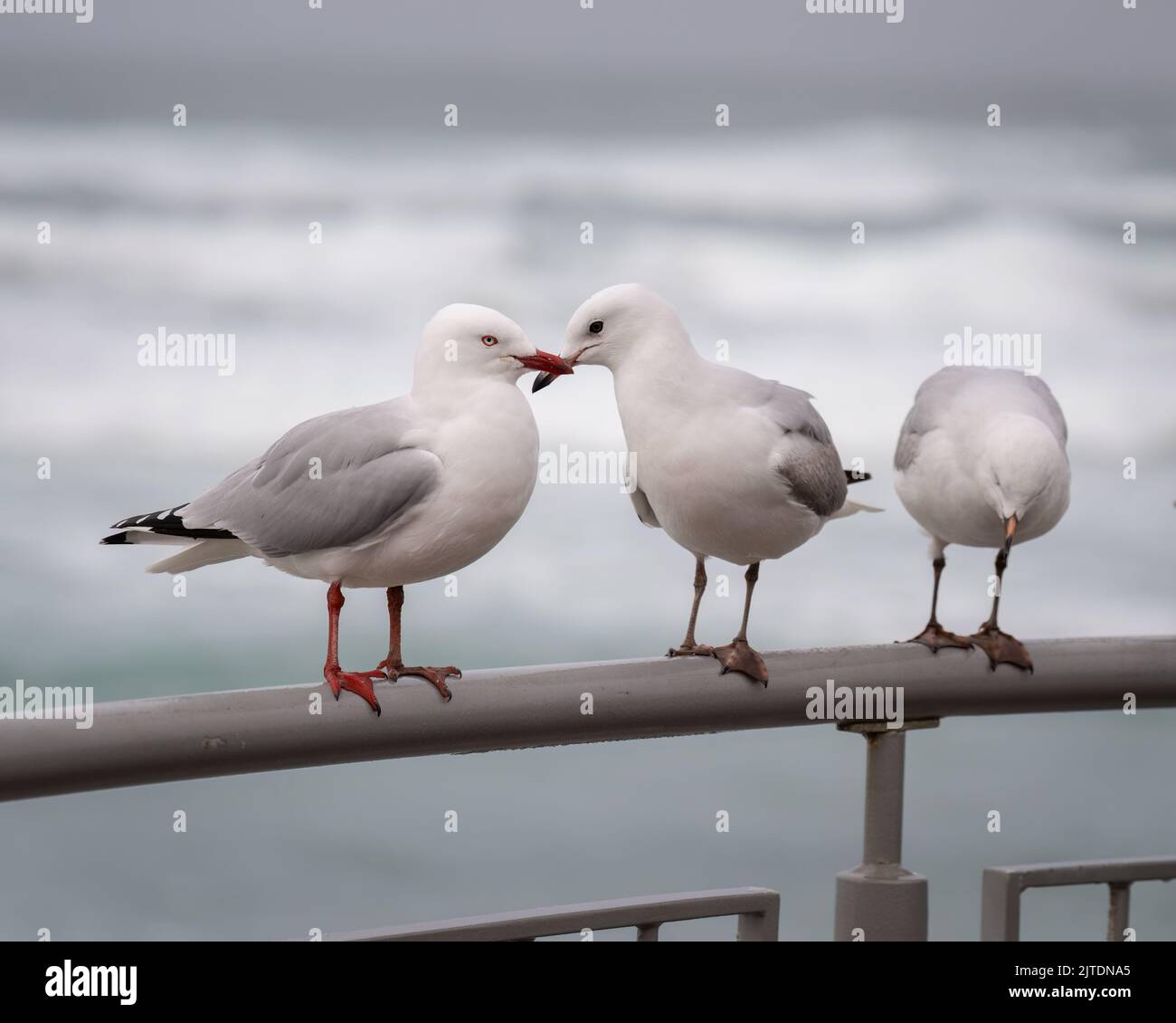 Three seagulls standing on a railing by the St Clair beach. Otago ...