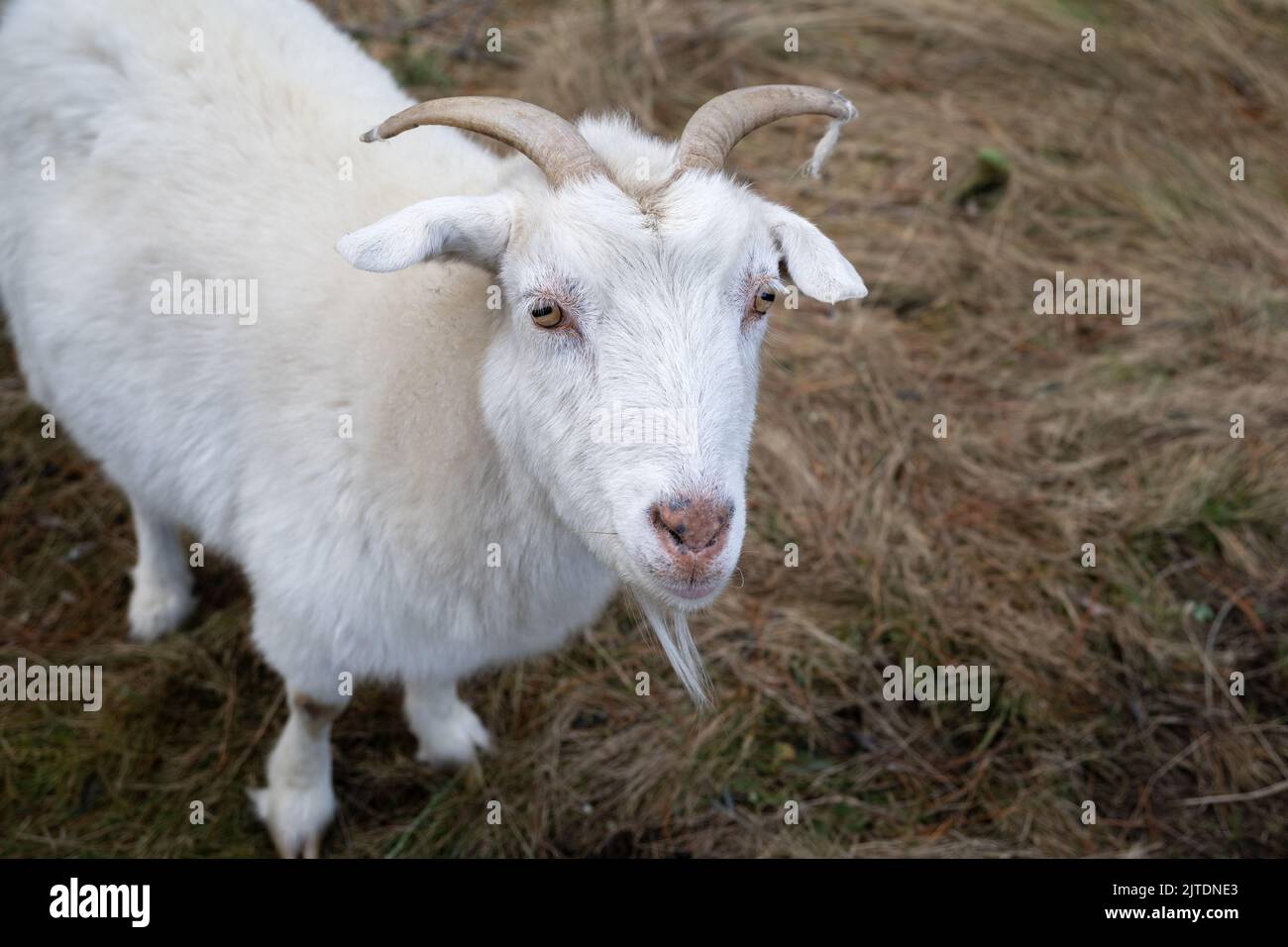 White goatee hi-res stock photography and images - Alamy
