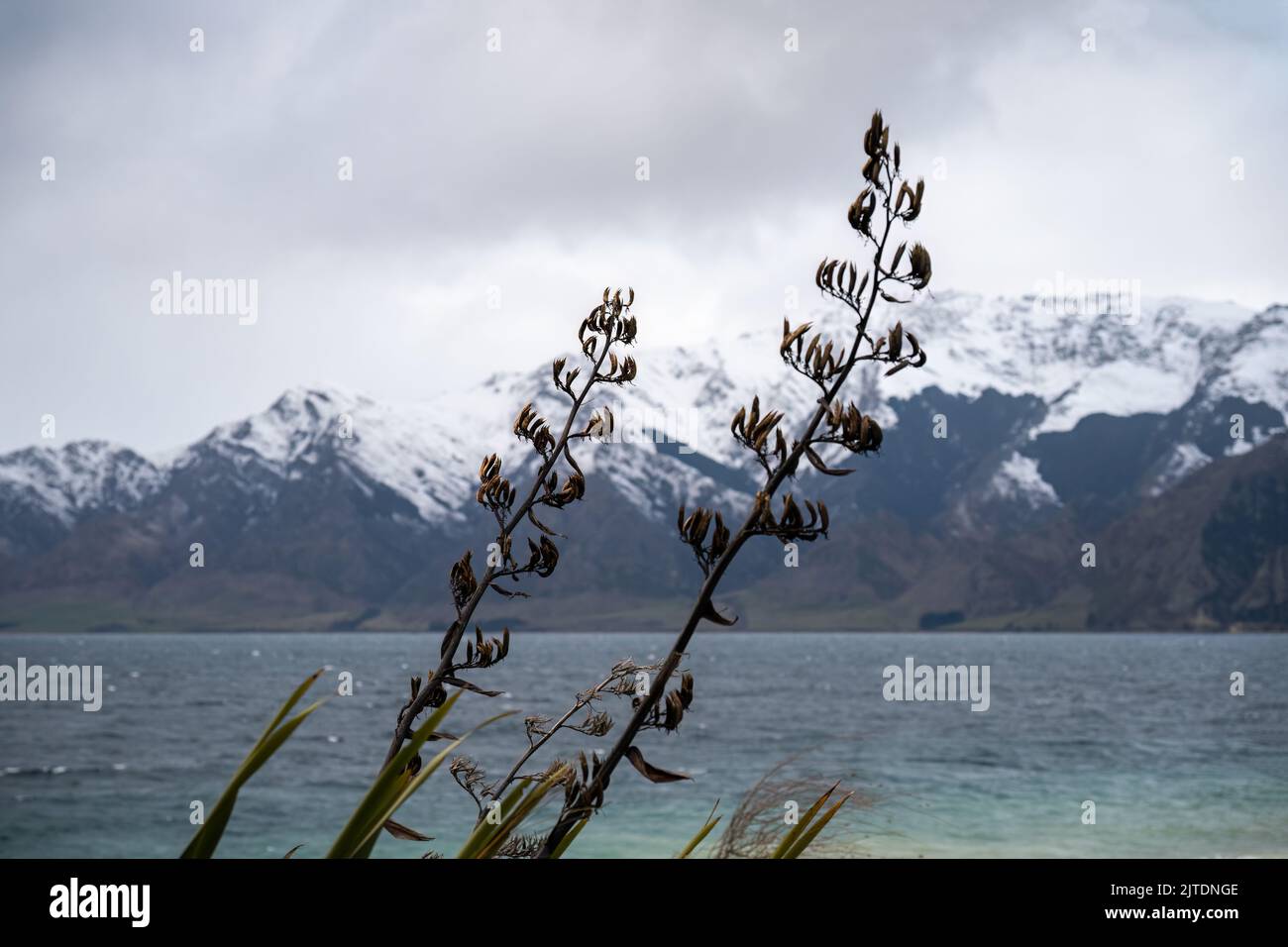 Native New Zealand Flax or harakeke by Lake Hawea. Blurred mountain ...