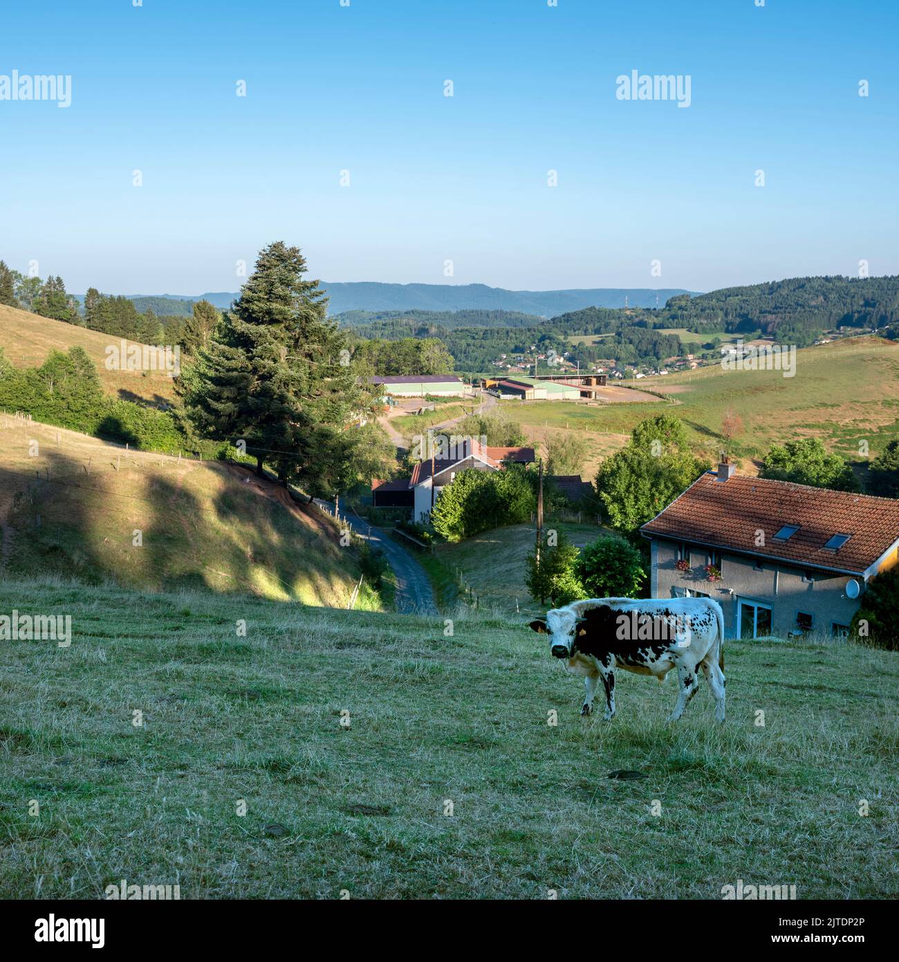 typical vosges bull in countryside near city of st die in france Stock ...