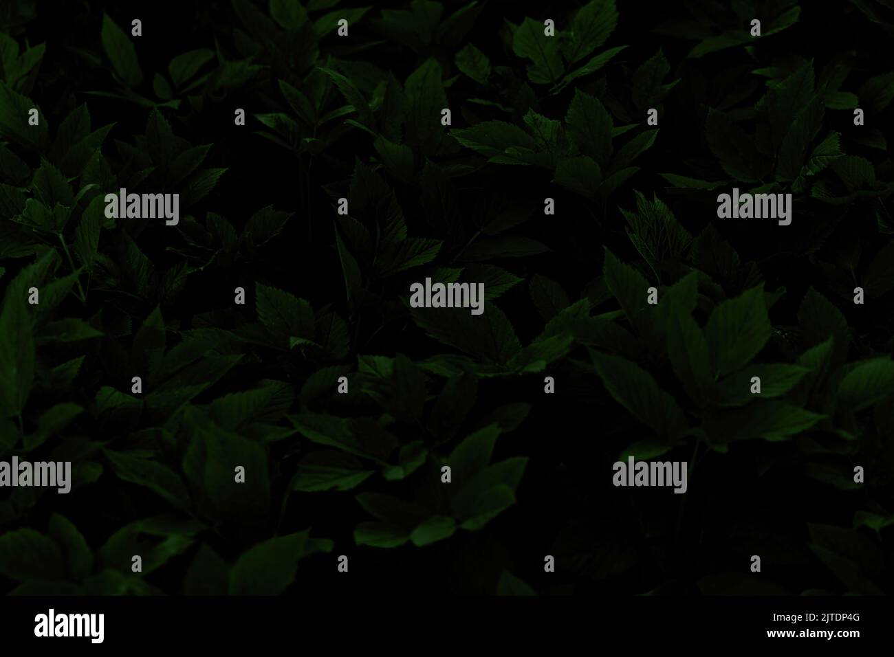 Horizontal nature background in a low key with green foliage Stock ...