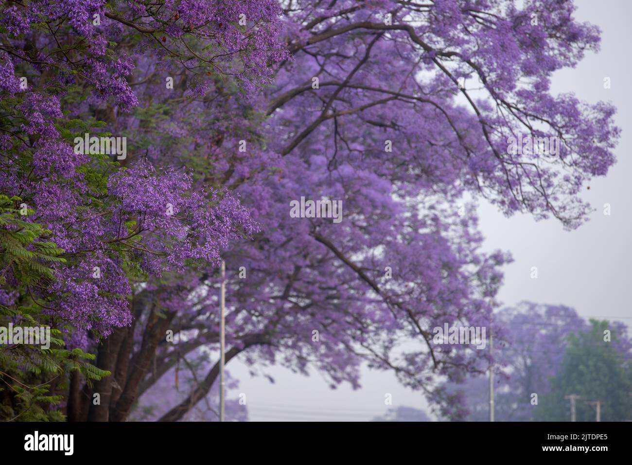 28th April 2022. Kathmandu, Nepal. Beautiful blossom of a Jacaranda ...