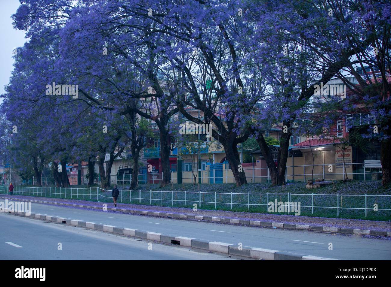 28th April 2022. Kathmandu, Nepal. Beautiful blossom of a Jacaranda ...