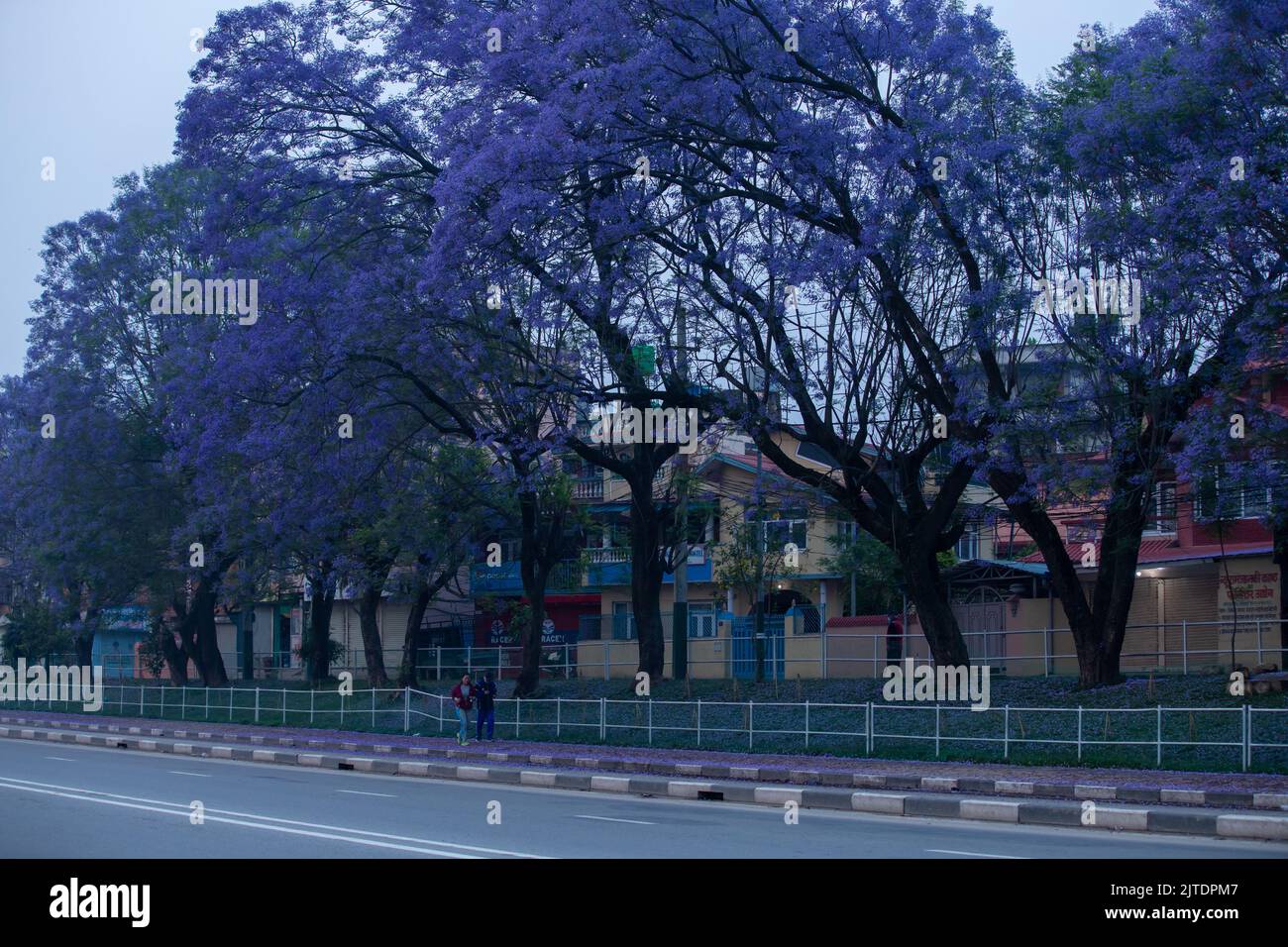 28th April 2022. Kathmandu, Nepal. Beautiful blossom of a Jacaranda ...