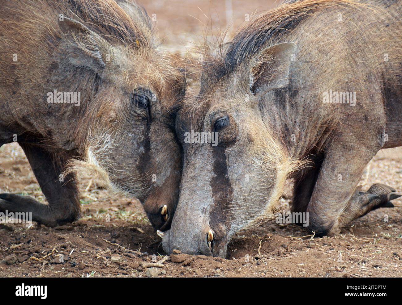 A closeup of a cute couple of wild Warthogs in the safari in Africa ...