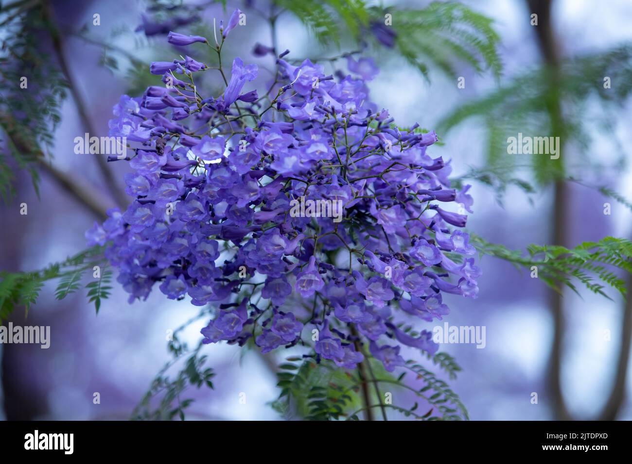 28th April 2022. Kathmandu, Nepal. Beautiful blossom of a Jacaranda ...