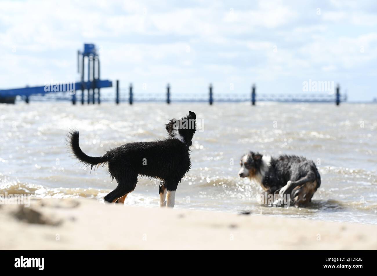 Emden, Germany. 29th Aug, 2022. Two dogs romp on the beach of the Emder ...
