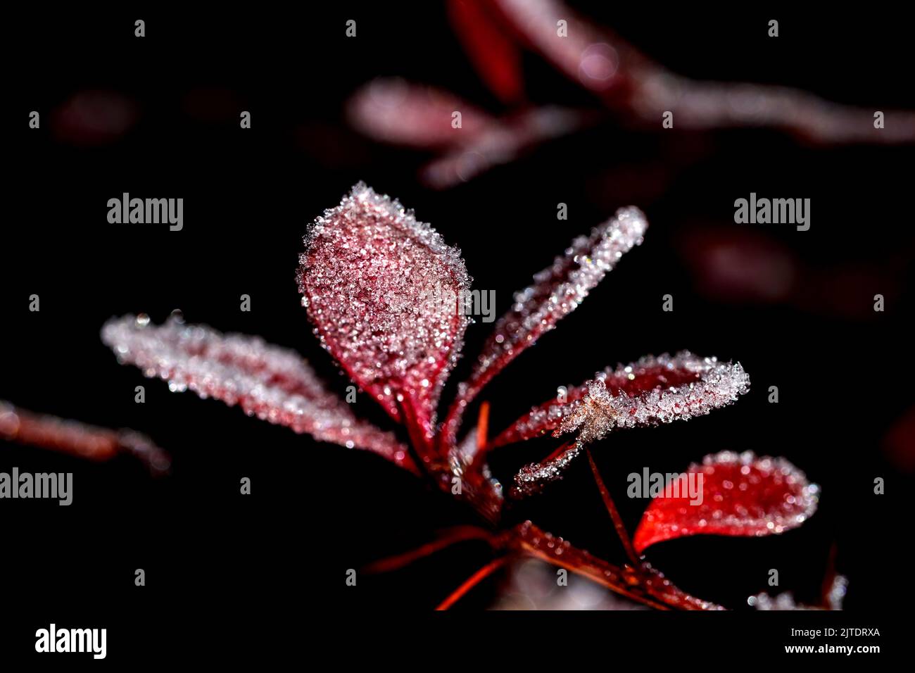 Frosted frozen ice crystals hi-res stock photography and images - Alamy