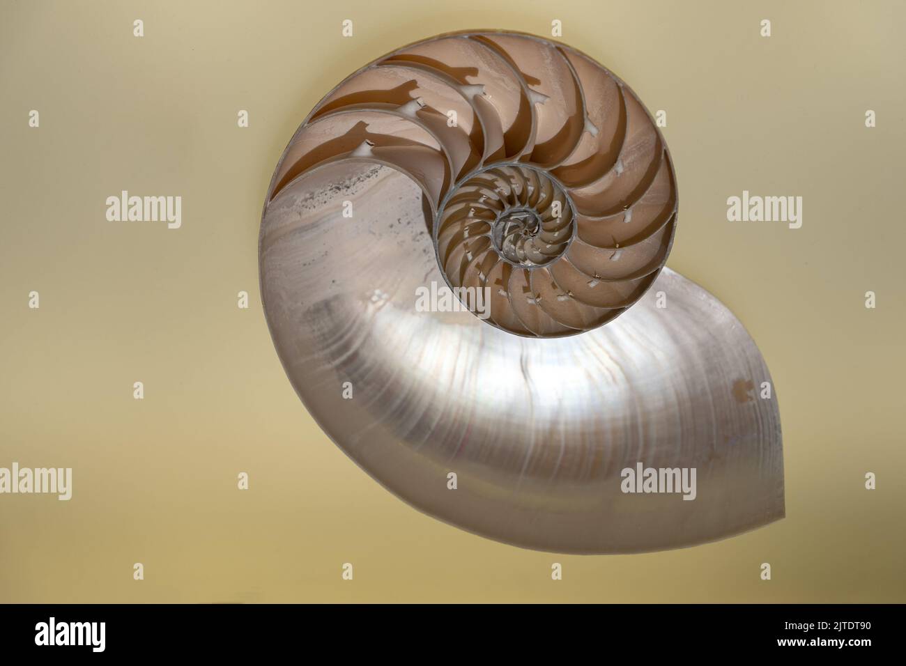 Curled center hi-res stock photography and images - Alamy