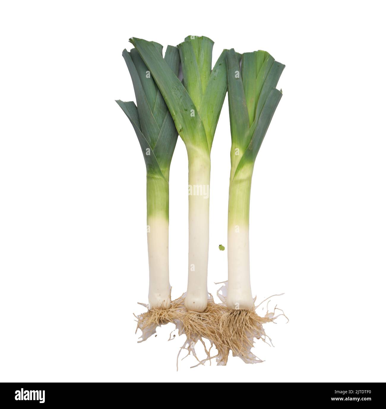 The three green leeks with roots isolated on white background Stock ...